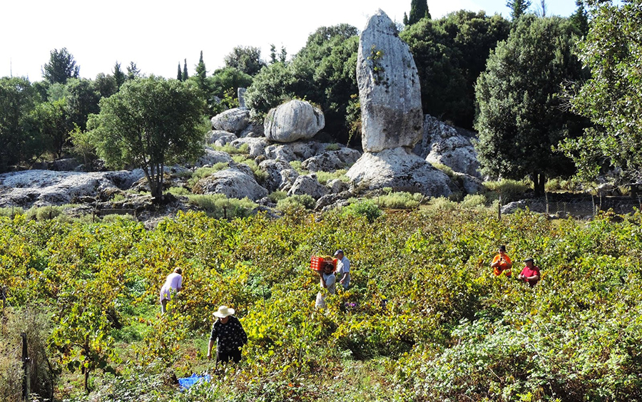 Anogi » Ithaca Greece Tourism | Municipality of Ithaca