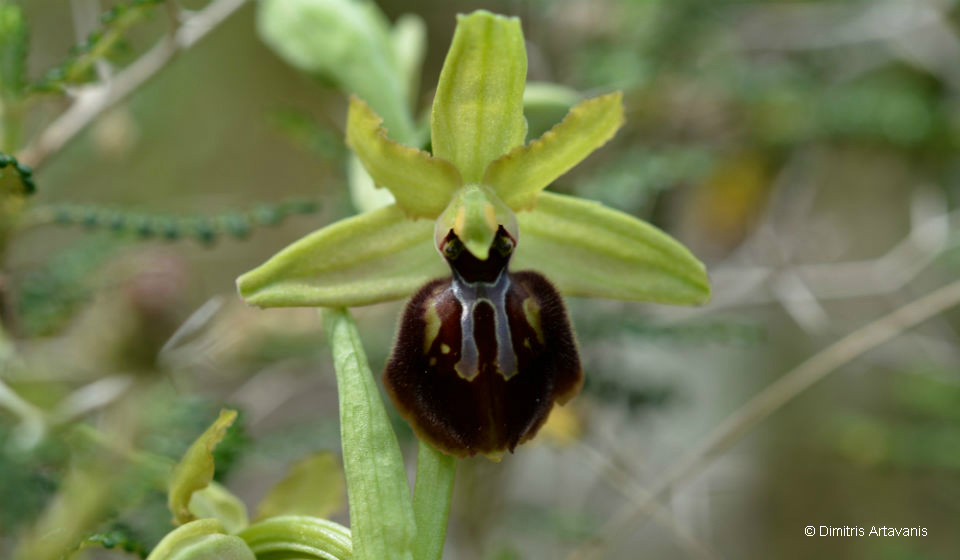 Monuments & Natural Sites » Ithaca Greece Tourism | Municipality of Ithaca